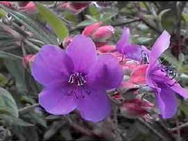 Princess Flower